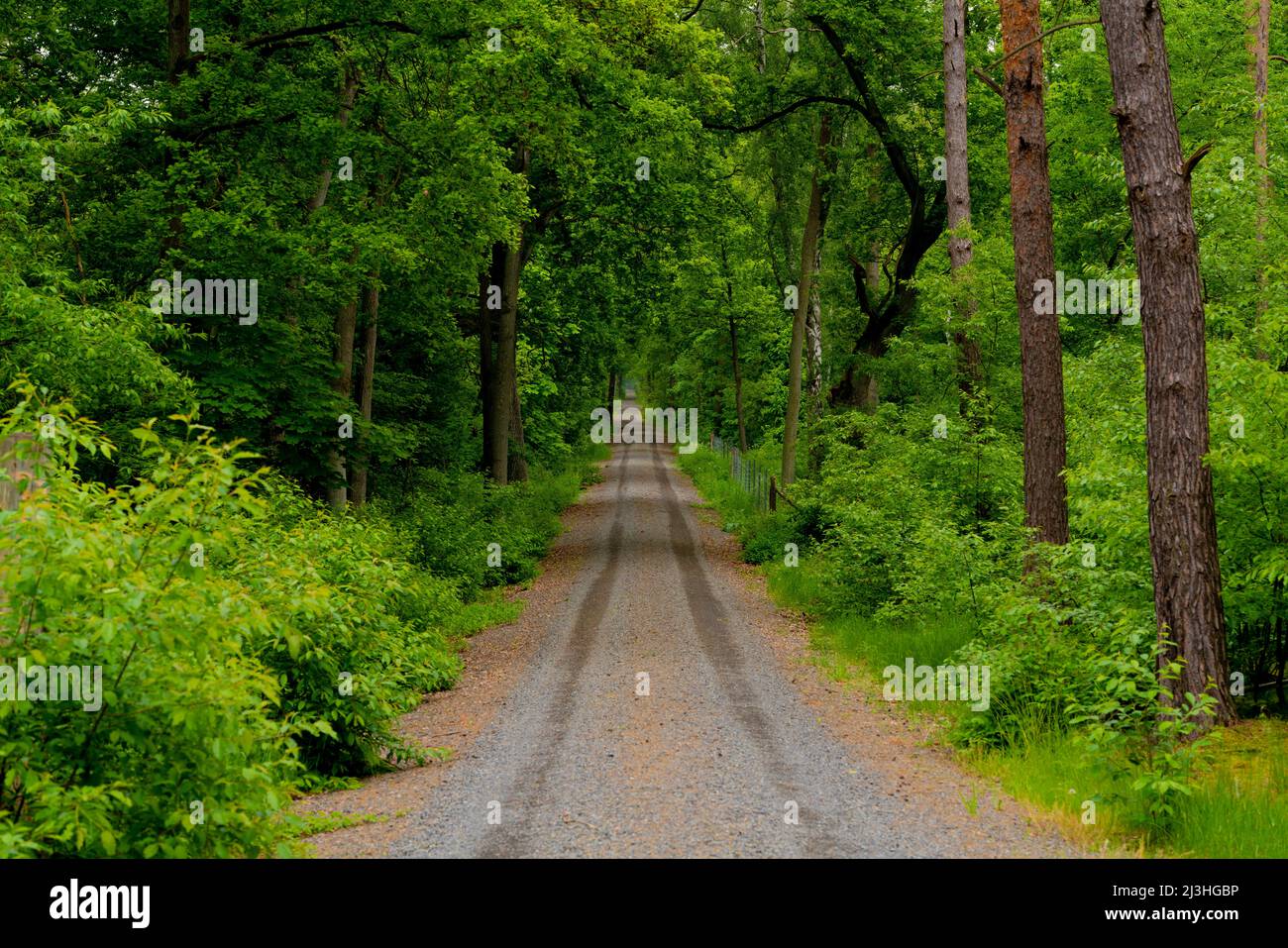 Forest road in spring, Trees and plants with the first green leaves in ...