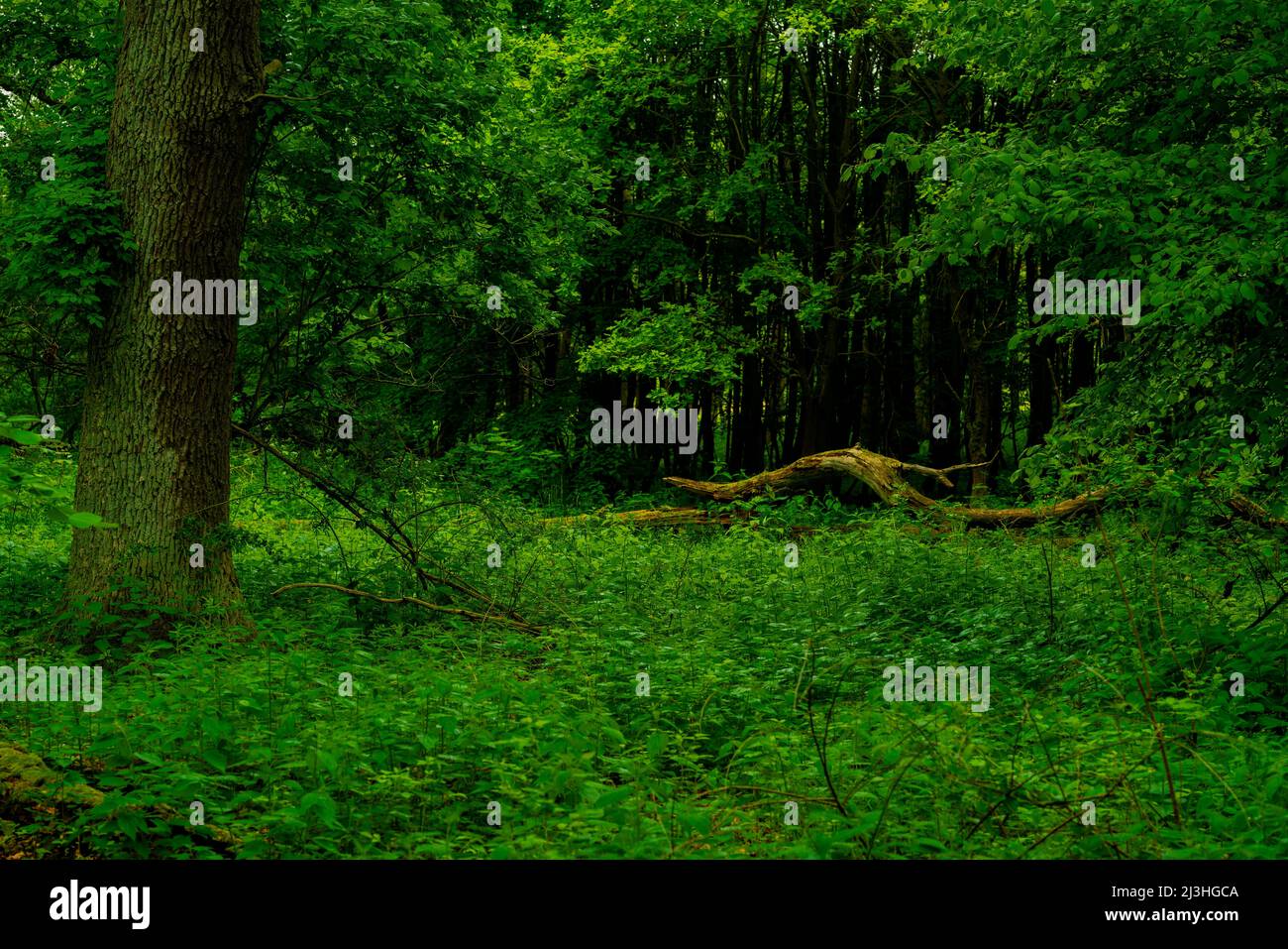 Forest floor covered with wild plants in an oak forest in spring Stock ...