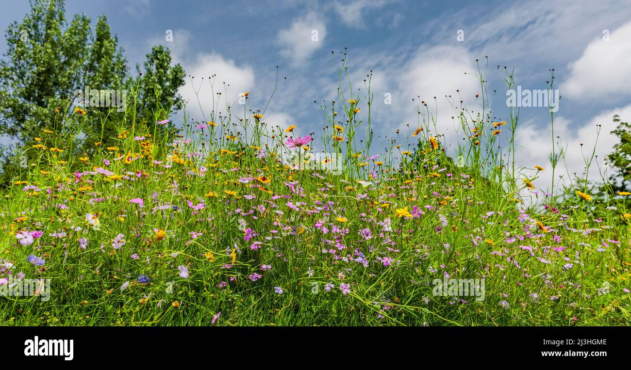 Wildflower meadow with colorful meadow flowers Stock Photo - Alamy