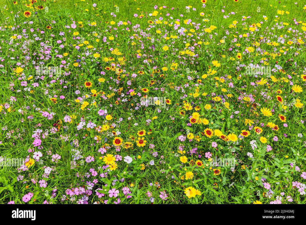 Colorful meadow with flowers hi-res stock photography and images - Alamy