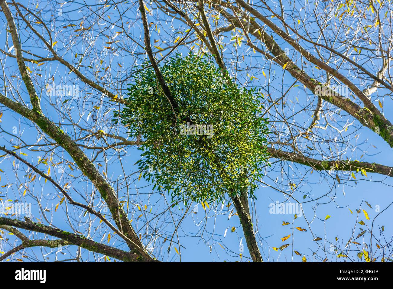 Shrub grows hi-res stock photography and images - Alamy