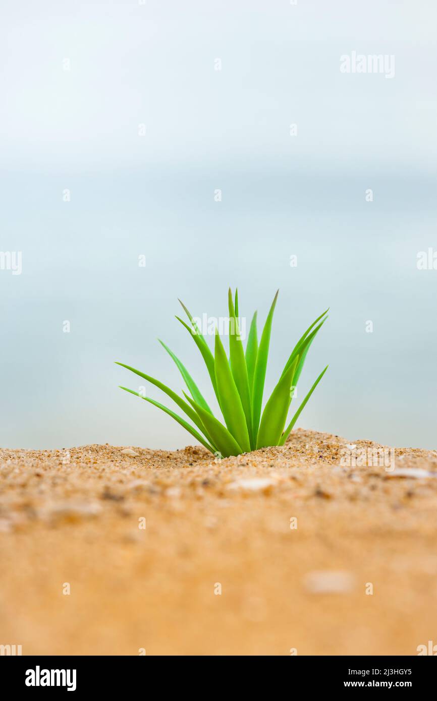 Small cactus on sandy beach hi-res stock photography and images - Alamy