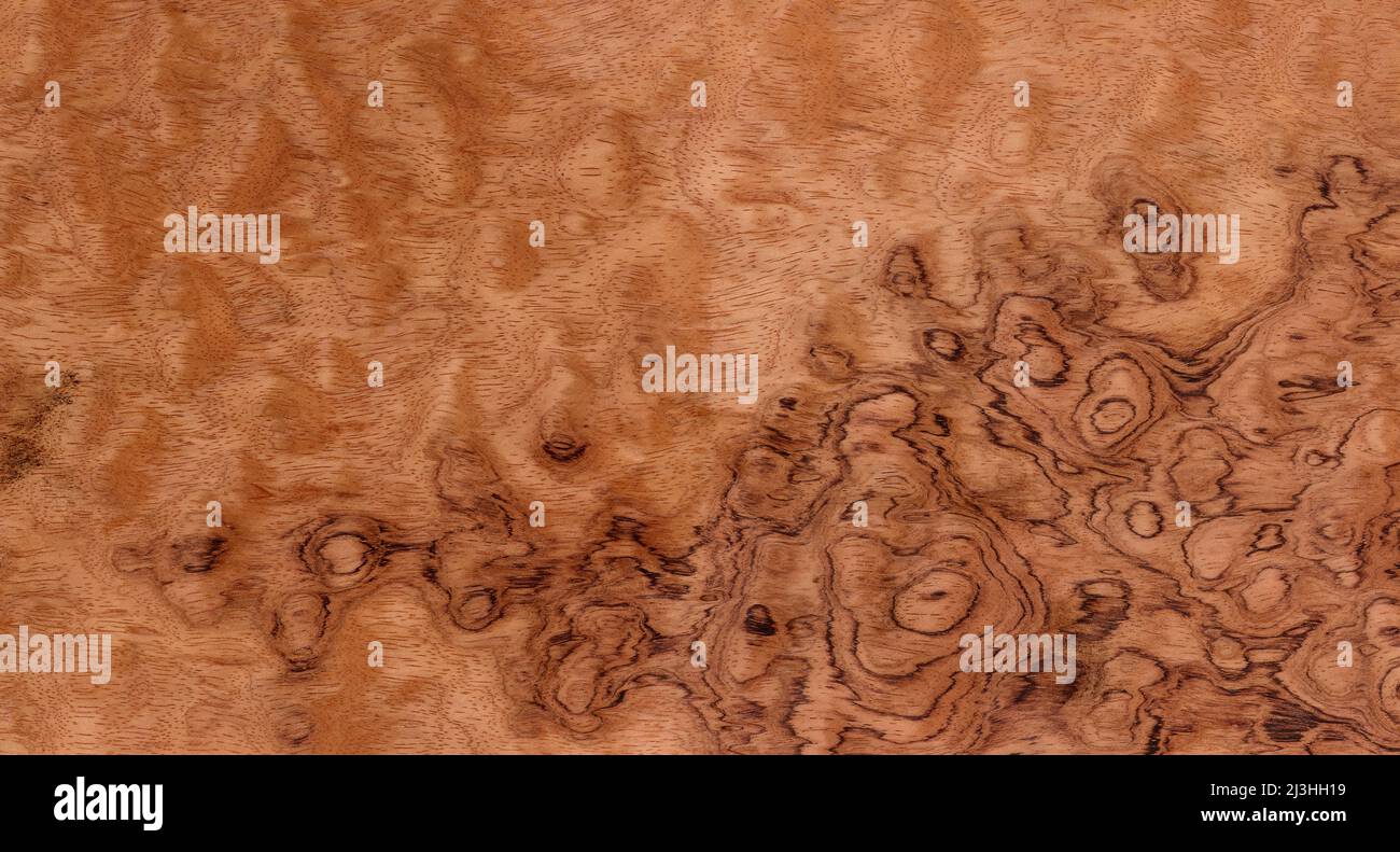 Narra Tree High Resolution Stock Photography and Images - Alamy