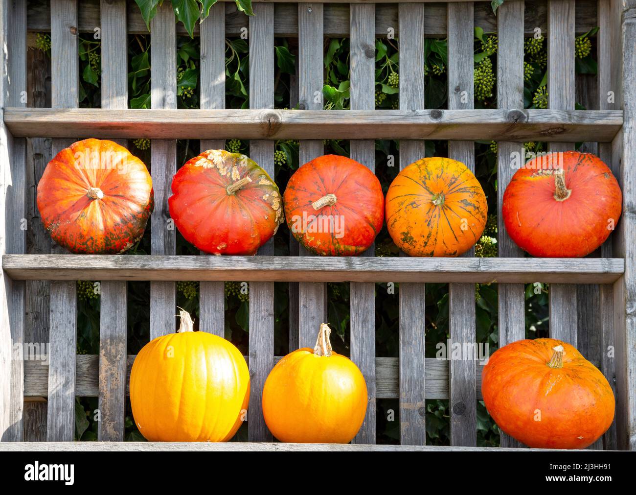 Yellow and white pumpkins hi-res stock photography and images - Alamy