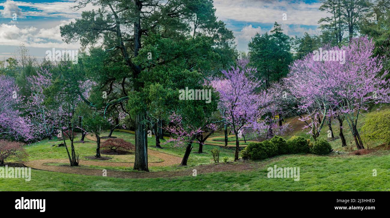 Eastern redbud trees (Cercis canadensis) in spring on path to Japanese ...