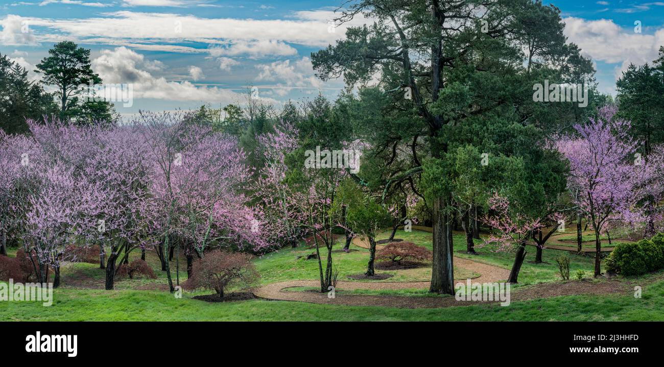 Eastern redbud trees (Cercis canadensis) in spring on path to Japanese ...