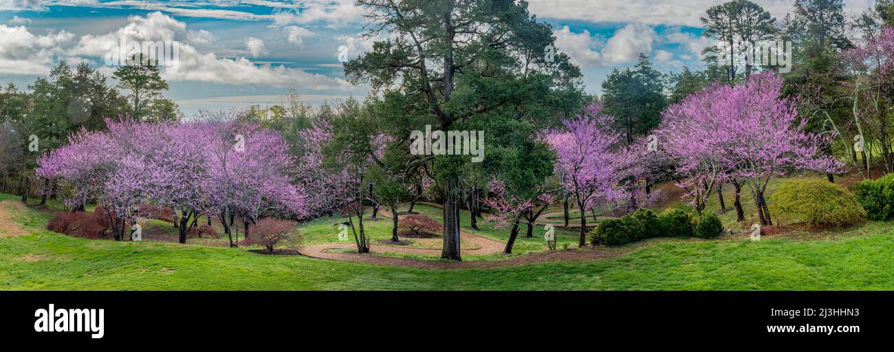 Eastern redbud trees (Cercis canadensis) in spring on path to Japanese ...