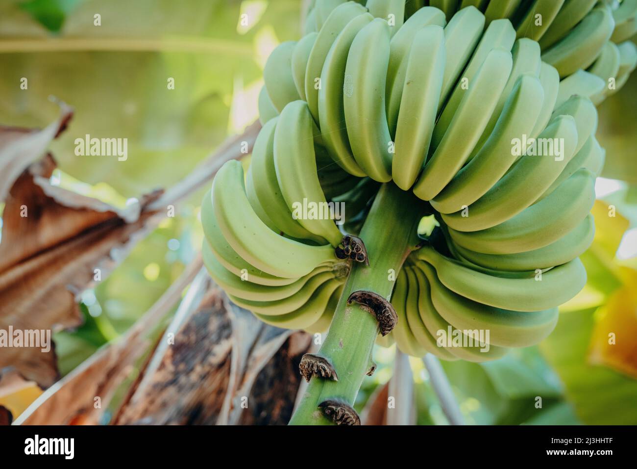 Bananas, banana tree, Musa, plantation, Madalena do Mar, Madeira ...