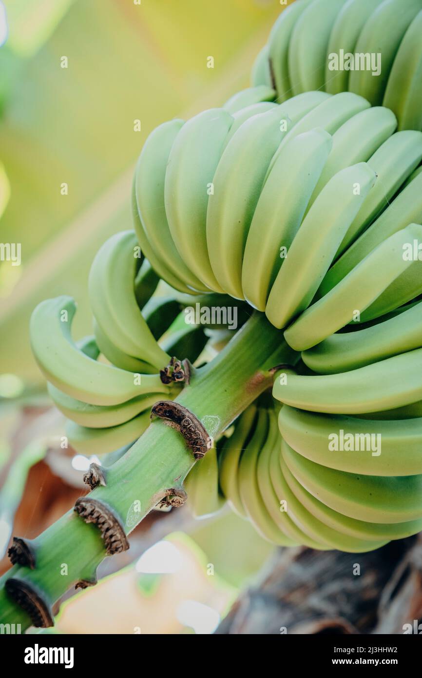 Bananas, banana tree, Musa, plantation, Madalena do Mar, Madeira ...