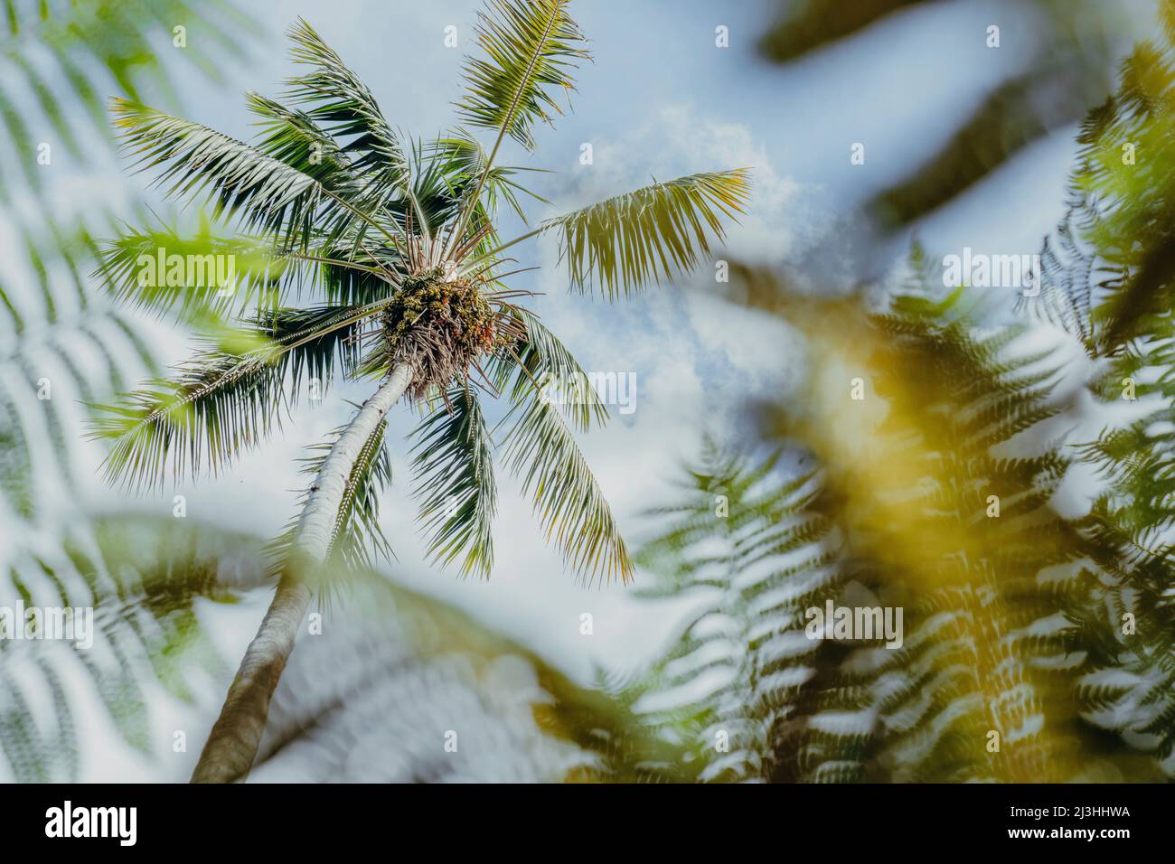 Forster's Kentia, Howea forsteriana, palm tree, Botanical Garden, Monte ...