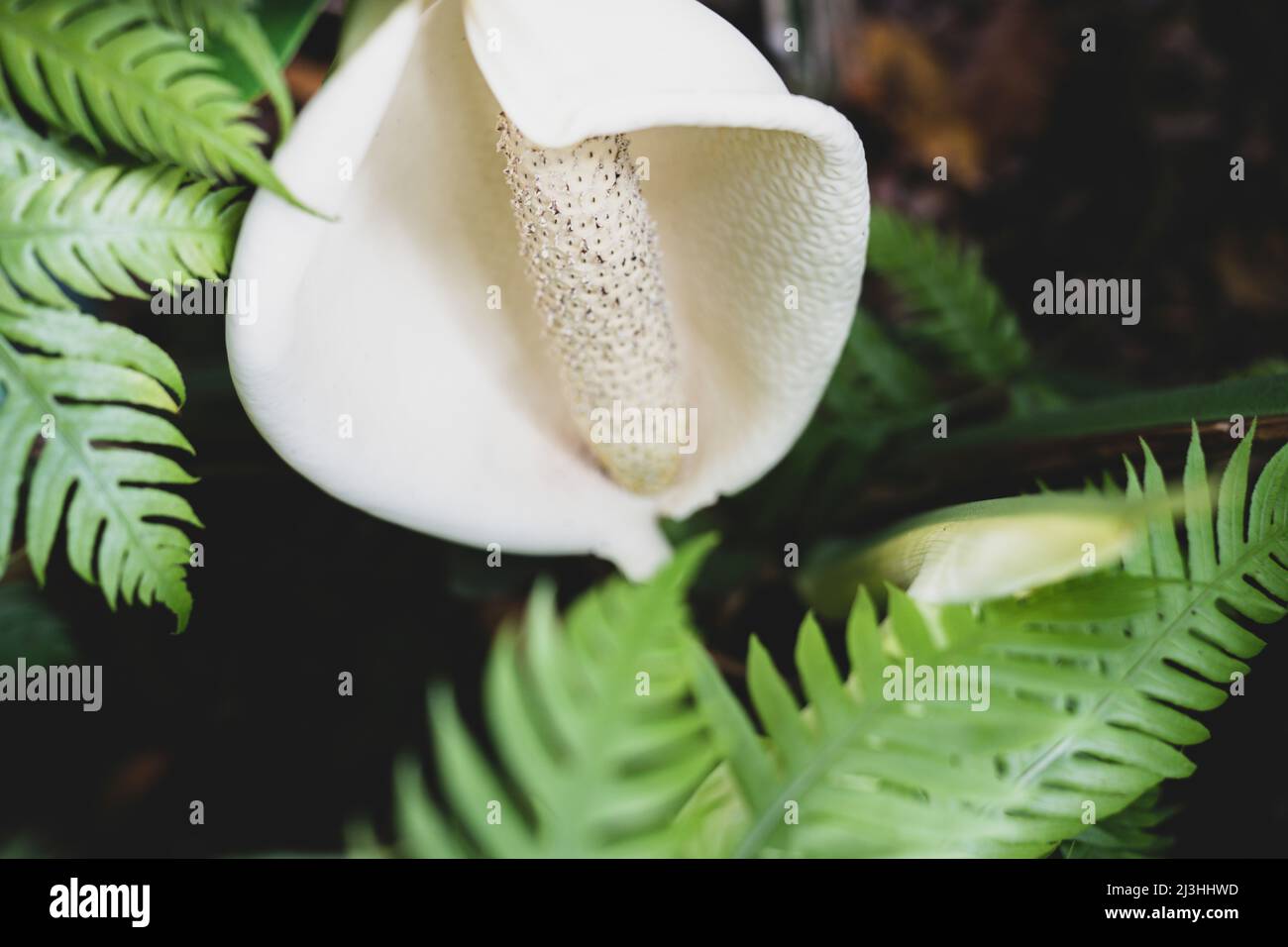 Swiss cheese plant, Monstera deliciosa, Monte Palace Tropical Garden ...