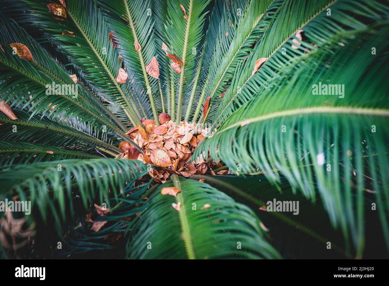 Japanese sago palm, Cycas revoluta, Monte Palace Tropical Garden, Monte ...