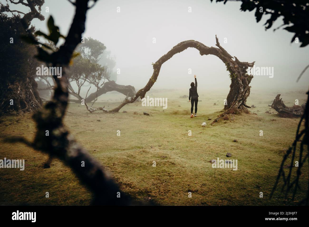Ancient laurel trees hi-res stock photography and images - Alamy