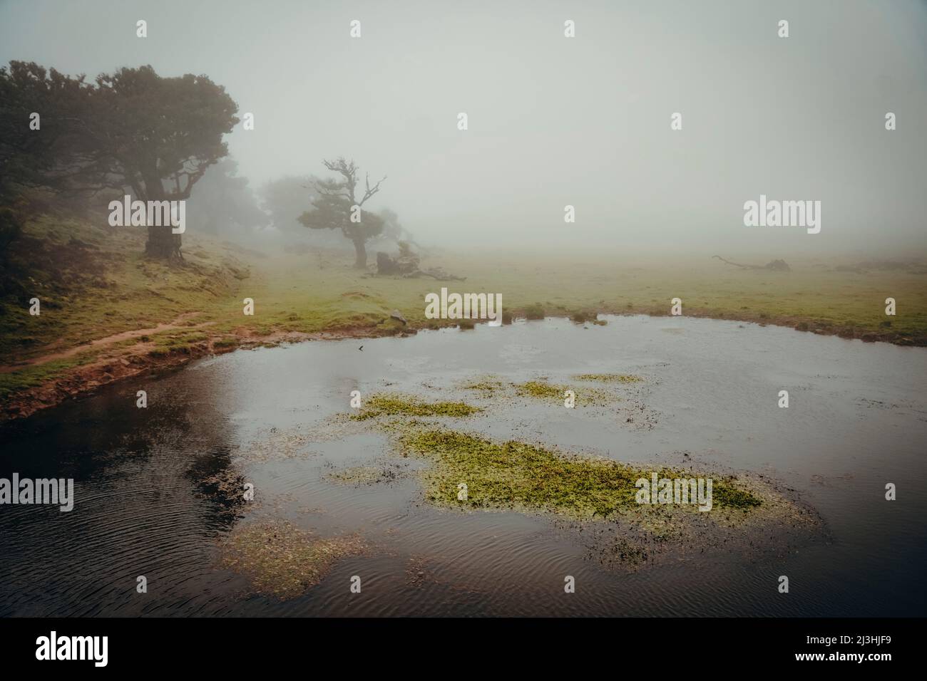 Fanal pond hi-res stock photography and images - Alamy