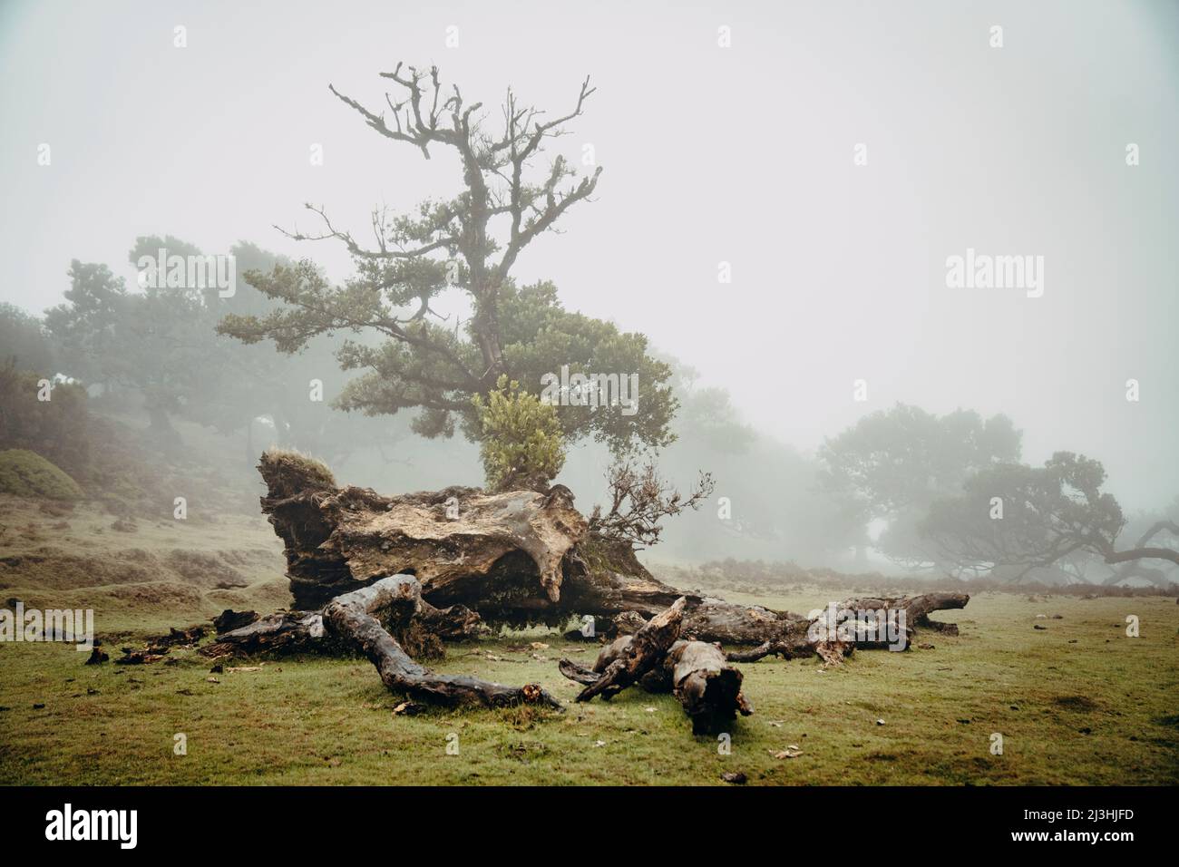 Fanal pond madeira hi-res stock photography and images - Alamy