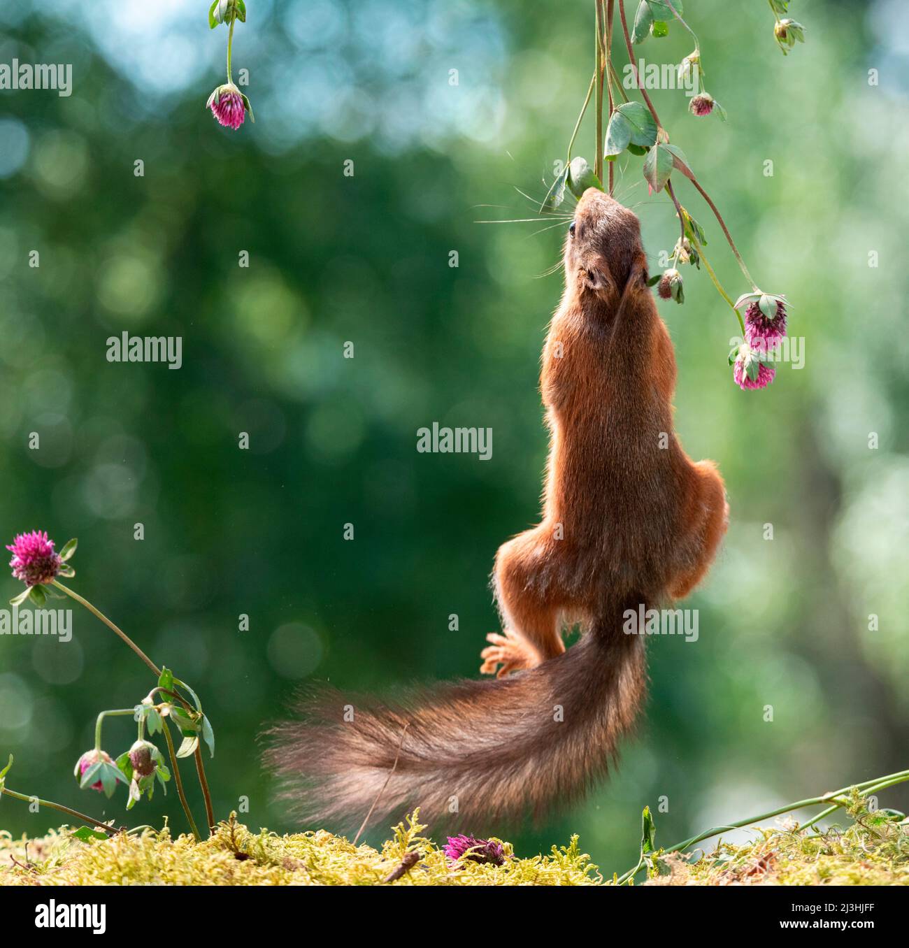 red squirrel is climbing in a clover plant Stock Photo - Alamy