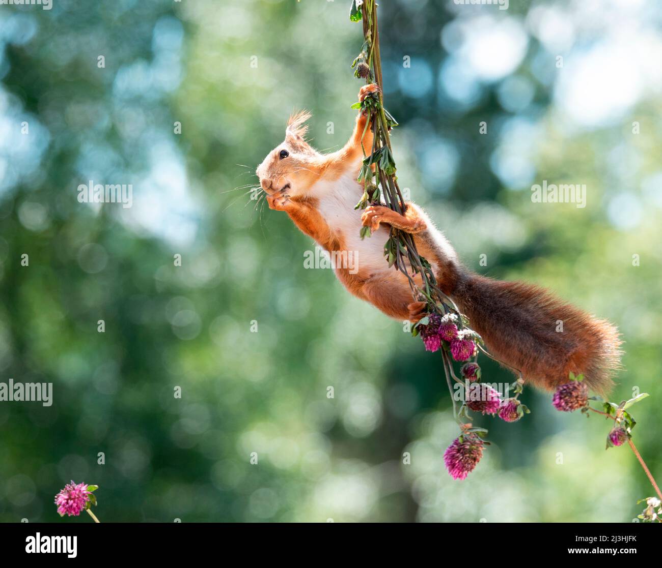 Red squirrel with clover flowers hi-res stock photography and images ...