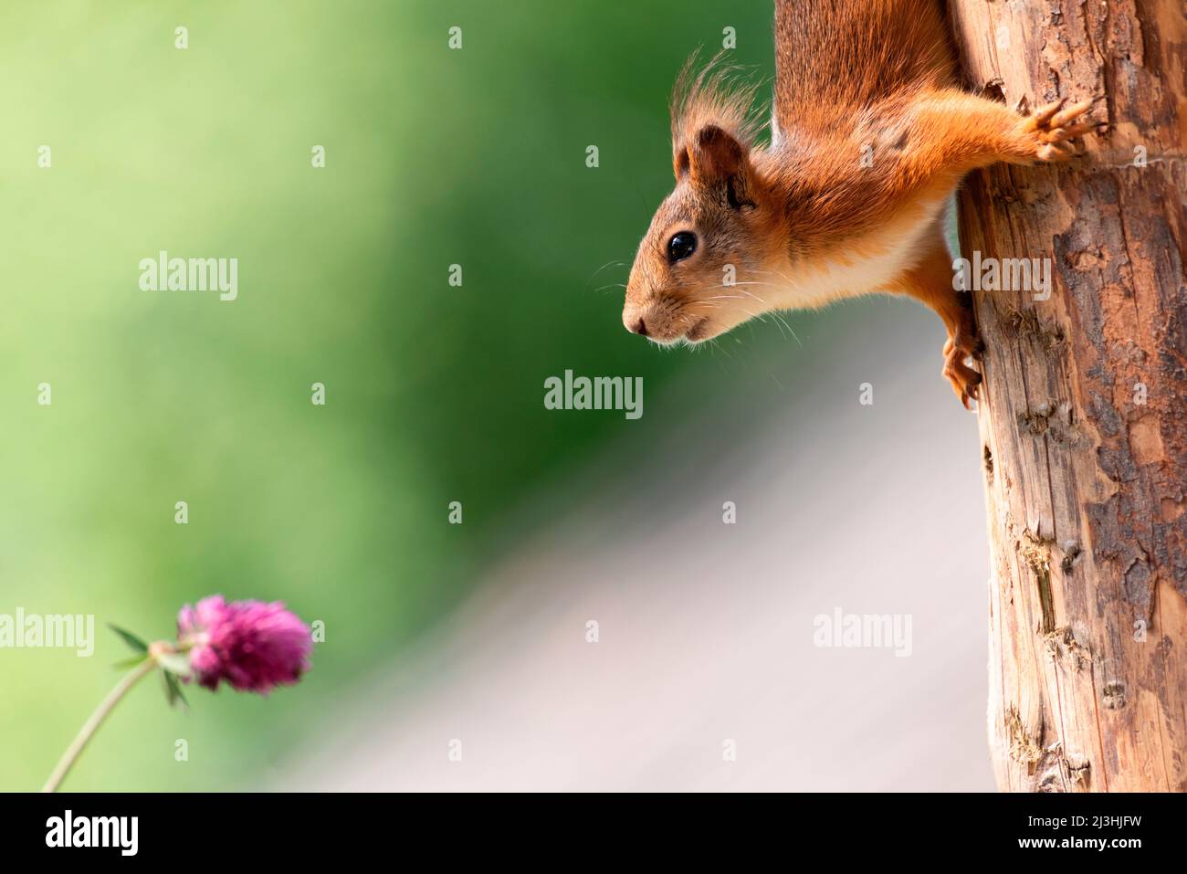 Hanging from flower hi-res stock photography and images - Alamy