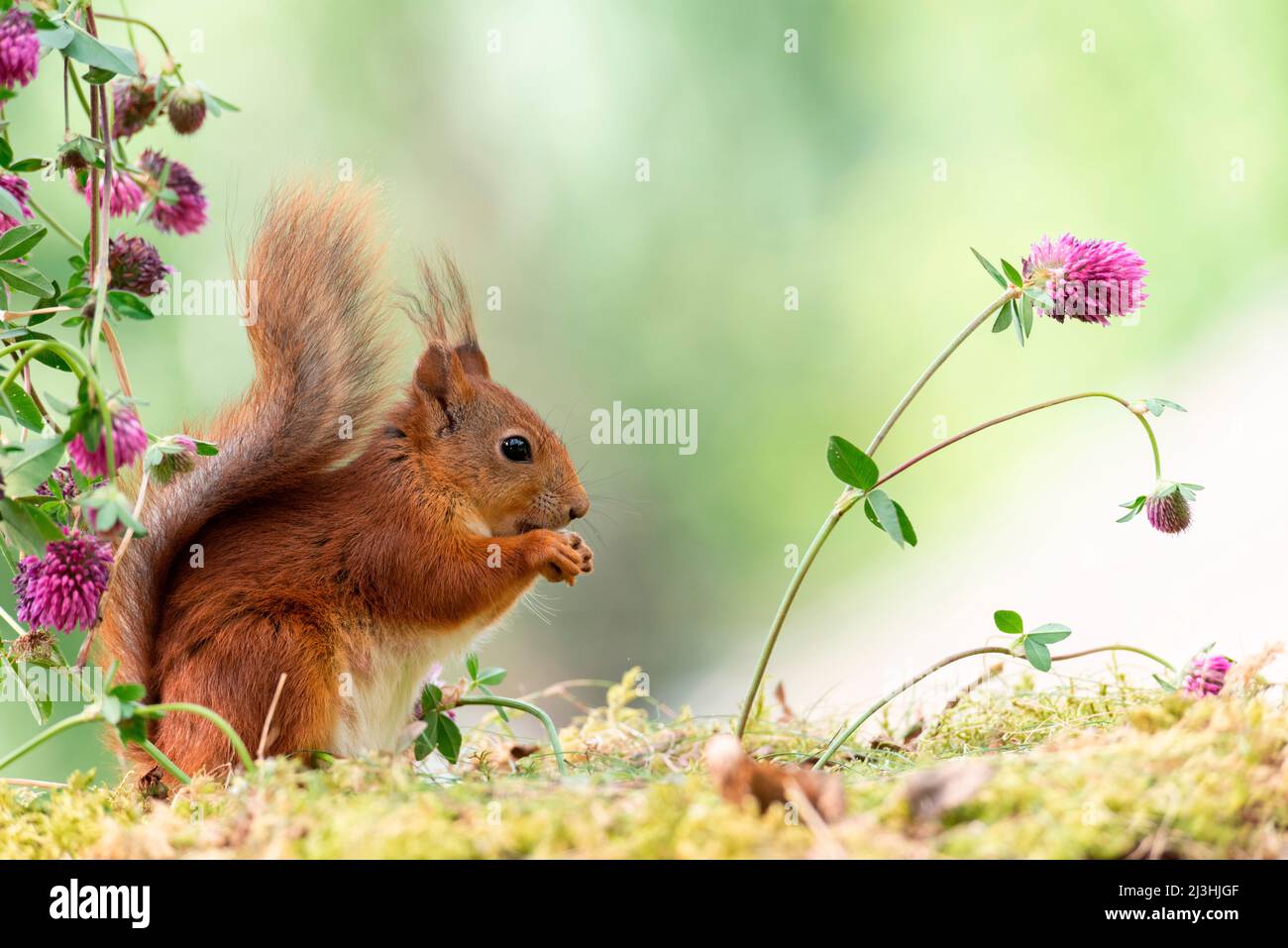 Red squirrel with clover flowers hi-res stock photography and images ...