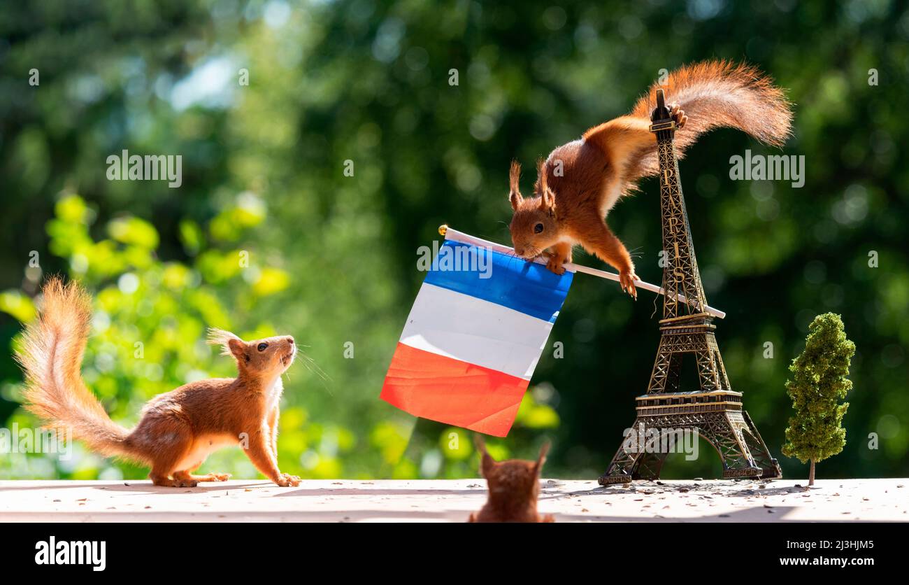 Red squirrel with france flag and eiffel tower hi-res stock photography ...