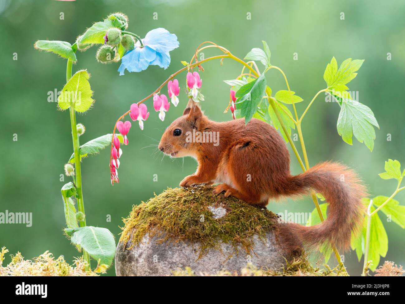 Red squirrel between blue flowers hi-res stock photography and images ...