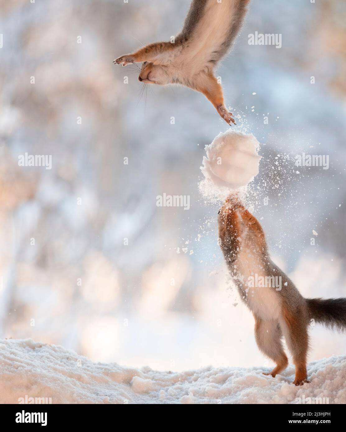 Red squirrels holding an exploding snowball hi-res stock photography ...