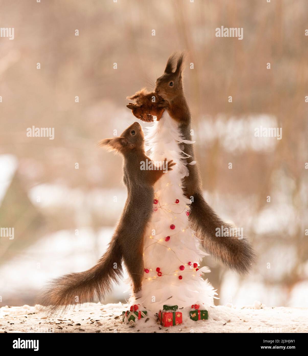 Squirrels in a tree hi-res stock photography and images - Alamy