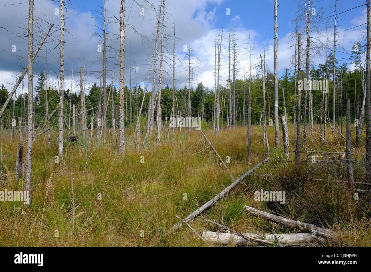 Wetlands in neuwirtshauser forst in the rhon biosphere reserve hi-res ...