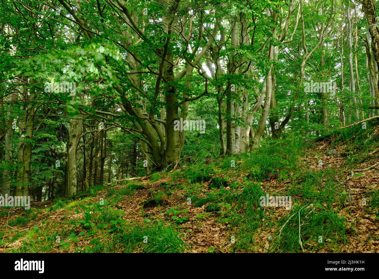 Landscape at Mathesberg in the High Rhön in the Rhön Biosphere Reserve ...