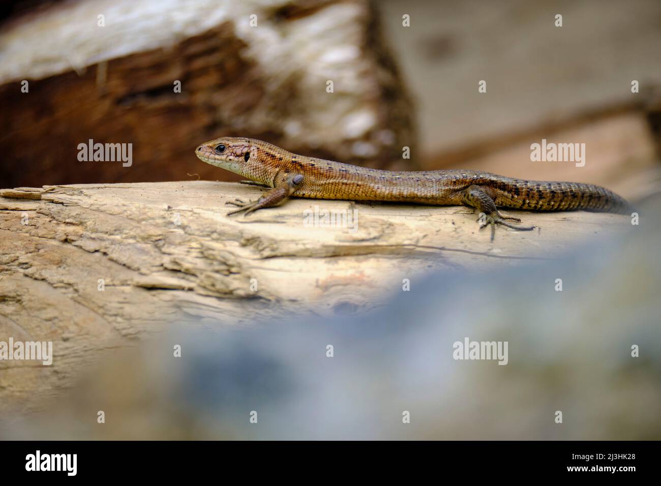 Wood lizard, Zootoca vivipara, Lacerta vivipara, Mountain lizard, Bog ...