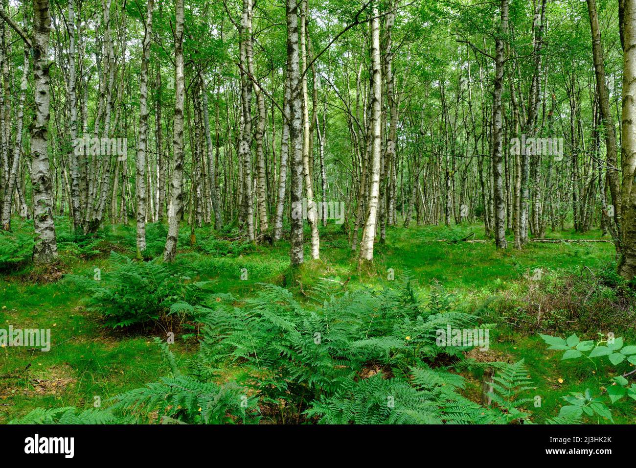 The nature reserve "Rotes Moor" in the Rhön Biosphere Reserve, Fulda ...