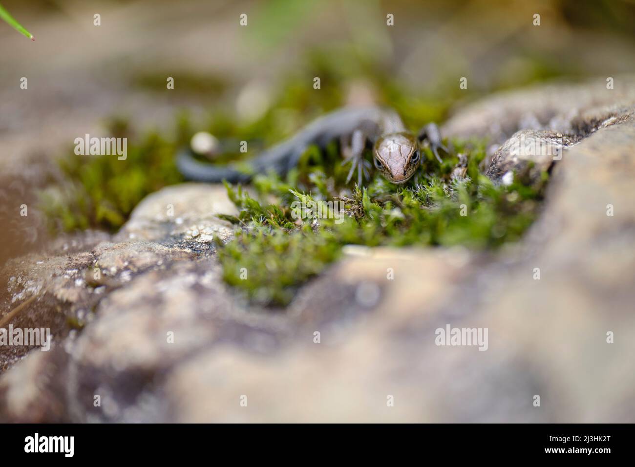 Wood lizard, Zootoca vivipara, Lacerta vivipara, Mountain lizard, Bog ...