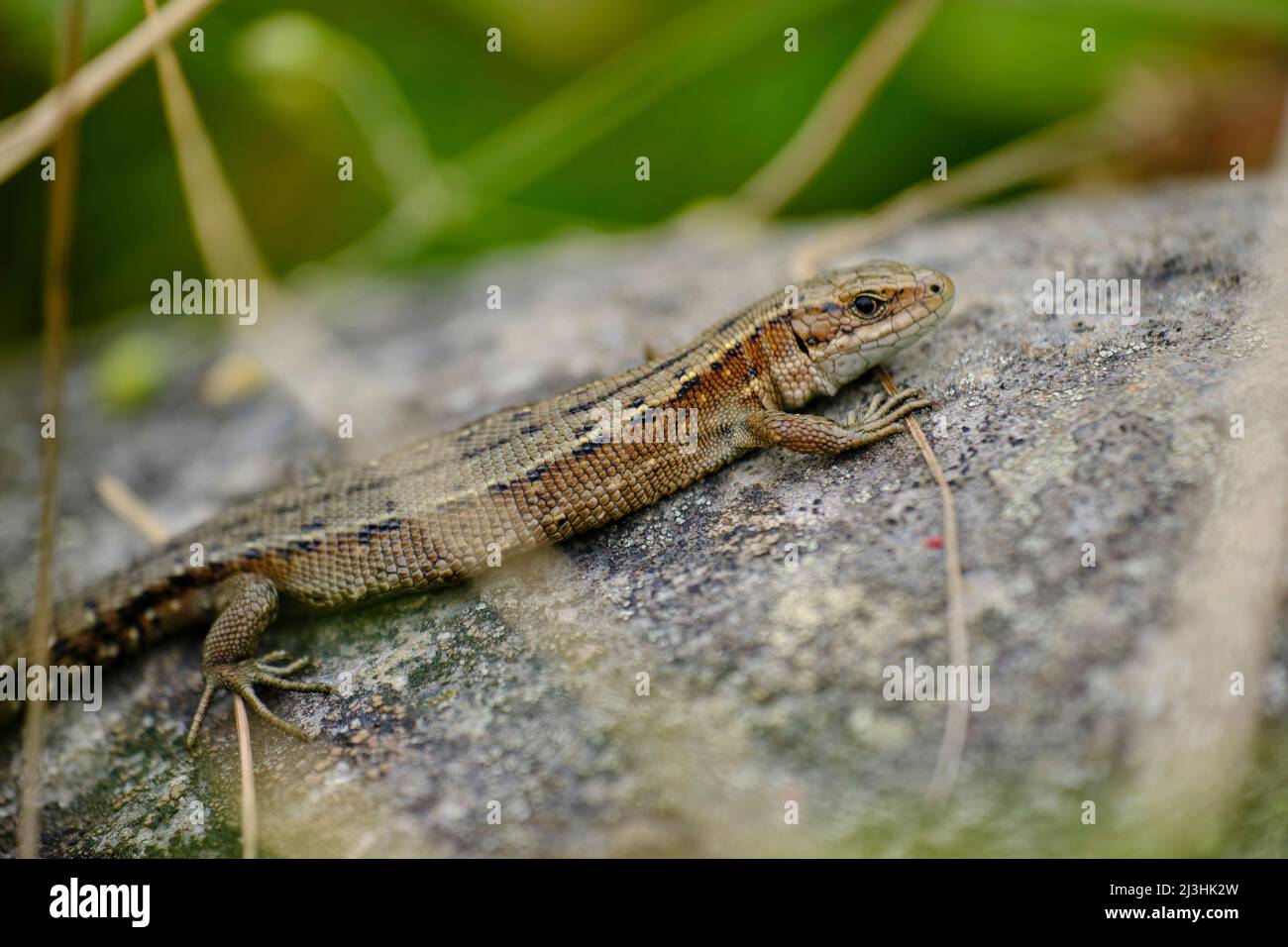 Wood lizard, Zootoca vivipara, Lacerta vivipara, Mountain lizard, Bog ...