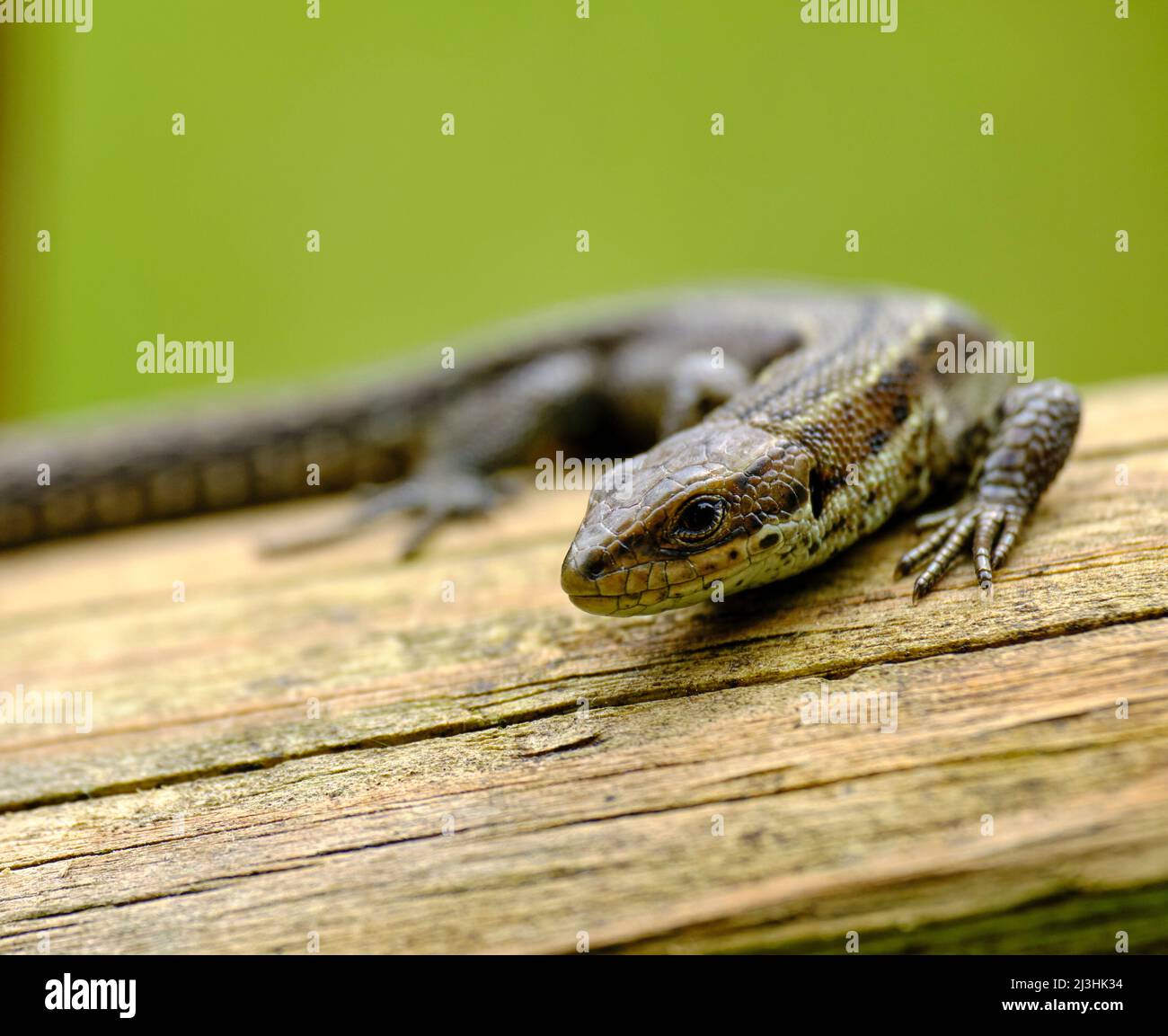 Wood lizard, Zootoca vivipara, Lacerta vivipara, Mountain lizard, Bog ...