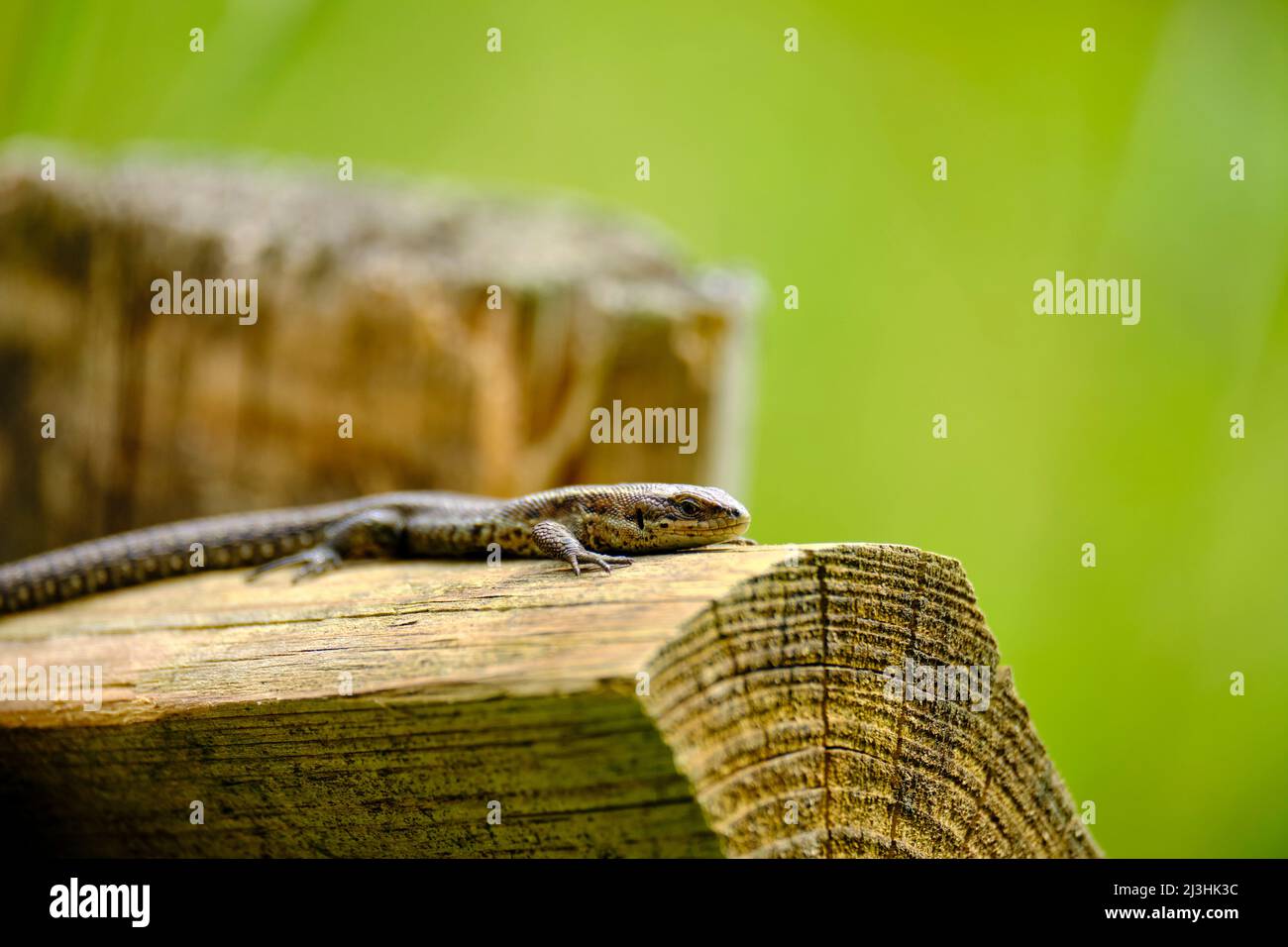 Wood lizard, Zootoca vivipara, Lacerta vivipara, Mountain lizard, Bog ...