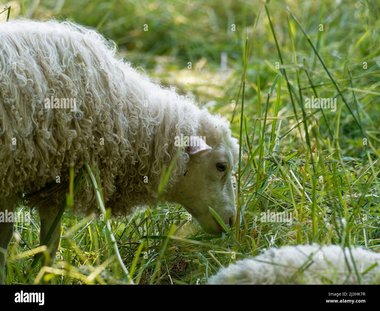 Sheep lamb in grass hi-res stock photography and images - Alamy