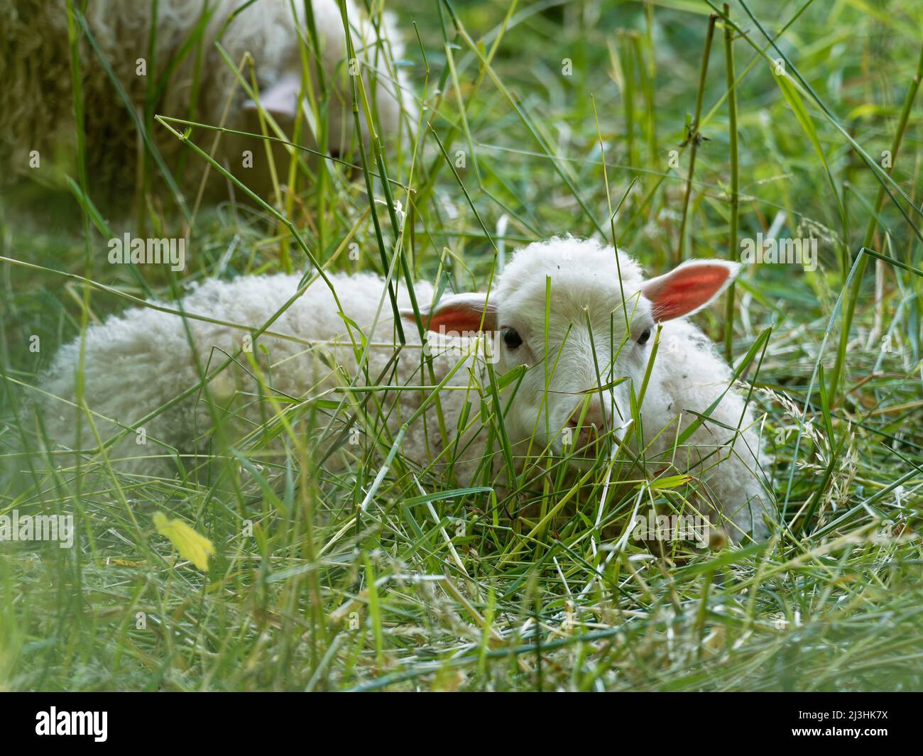 Lamb in nature hi-res stock photography and images - Alamy