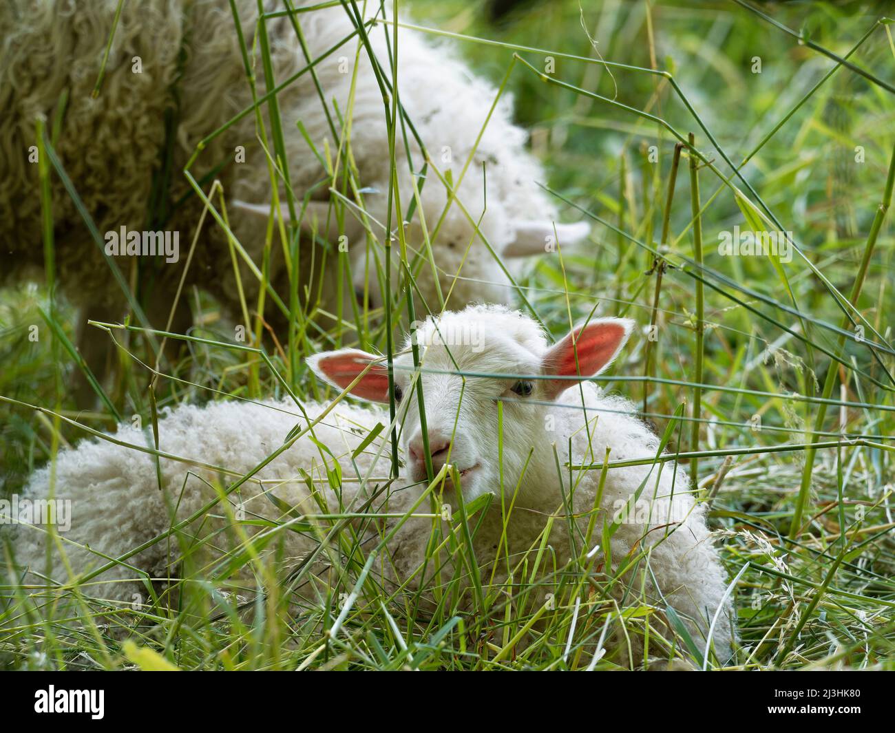 Sheep, lamb in grass Stock Photo - Alamy