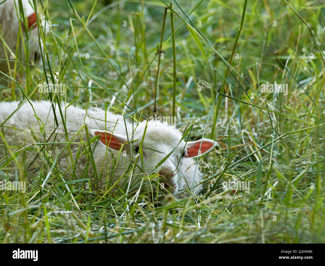 Sheep, lamb in grass Stock Photo - Alamy