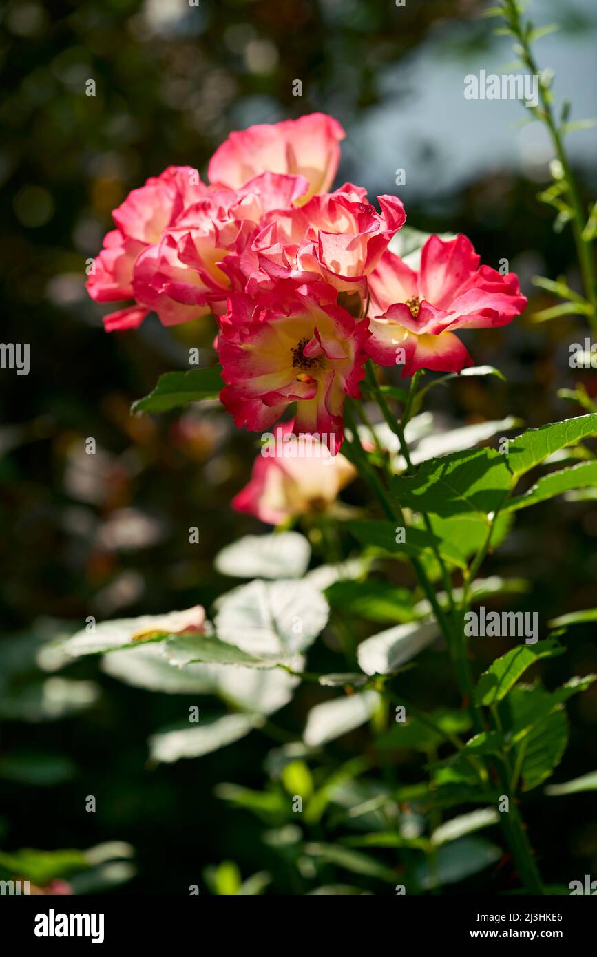 Magnificent roses hi-res stock photography and images - Alamy