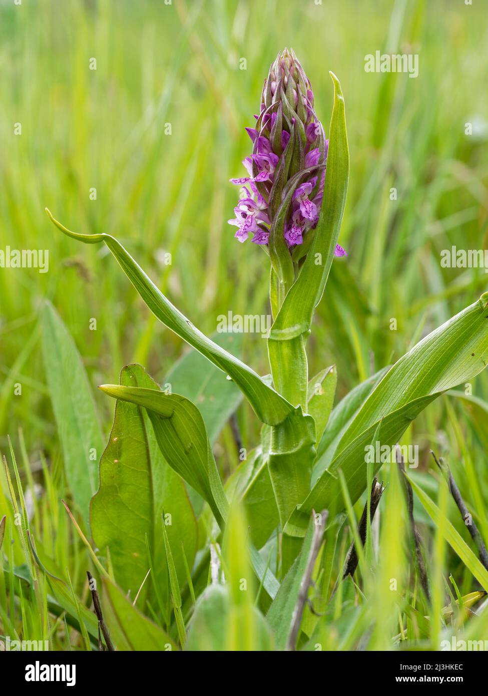 early marsh orchid, Dactylorhiza incarnata Stock Photo - Alamy