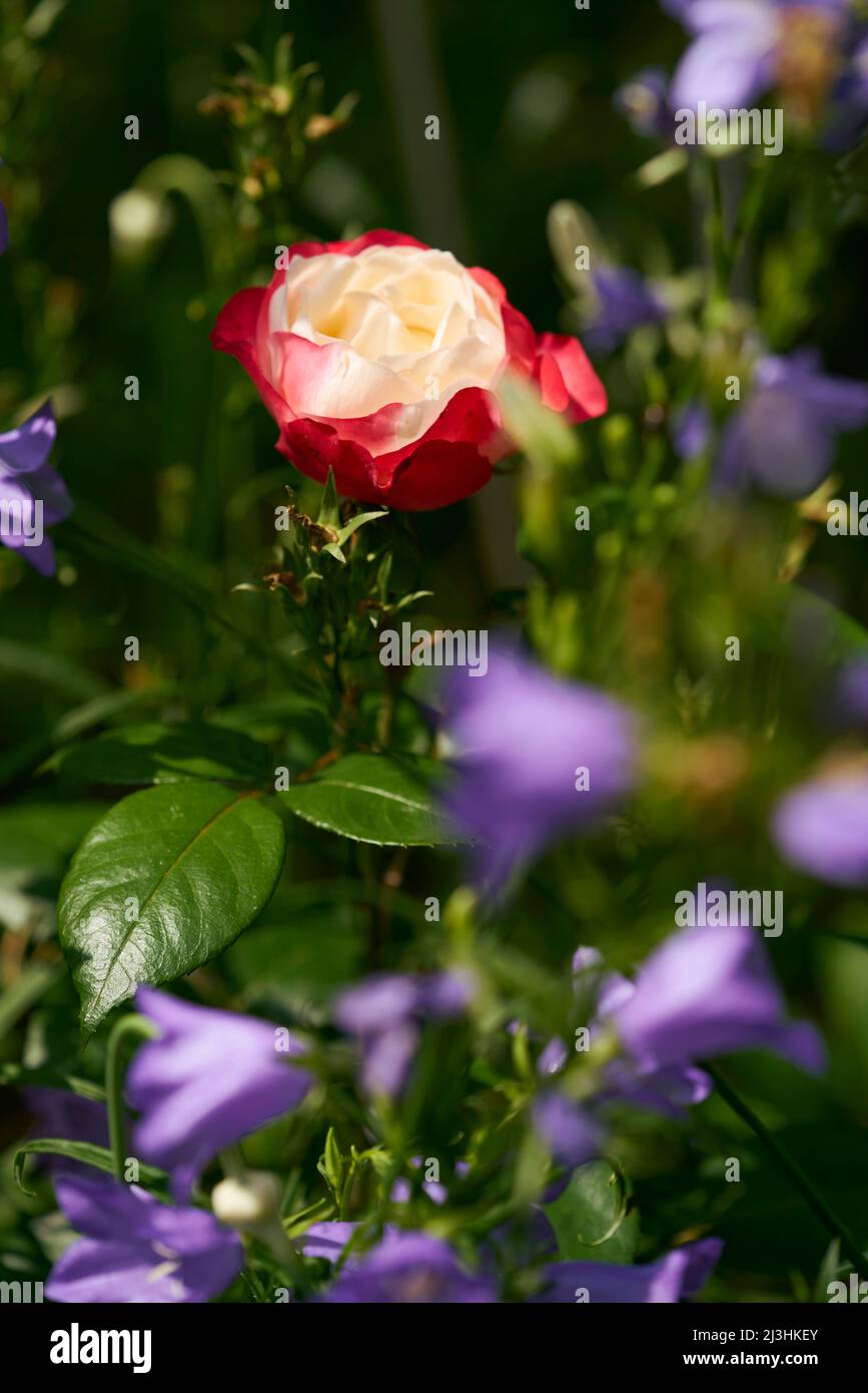 Magnificent rose among wildflowers hi-res stock photography and images ...