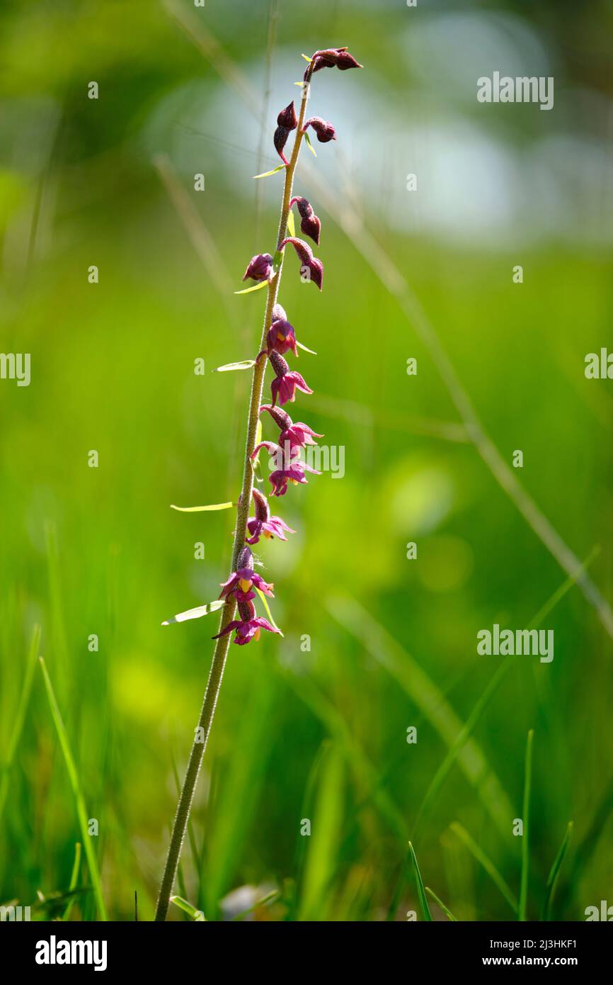 dark red helleborine, Epipactis atrorubens Stock Photo - Alamy