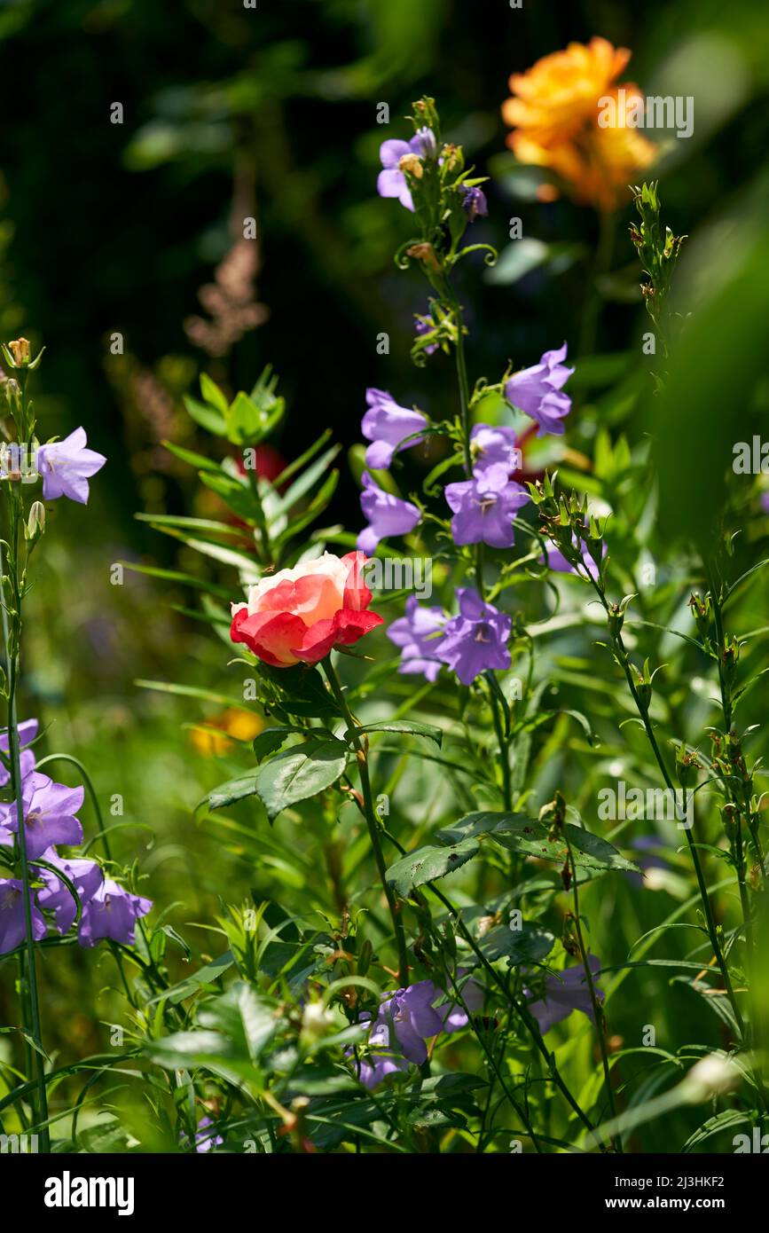 Magnificent rose among wildflowers hi-res stock photography and images ...