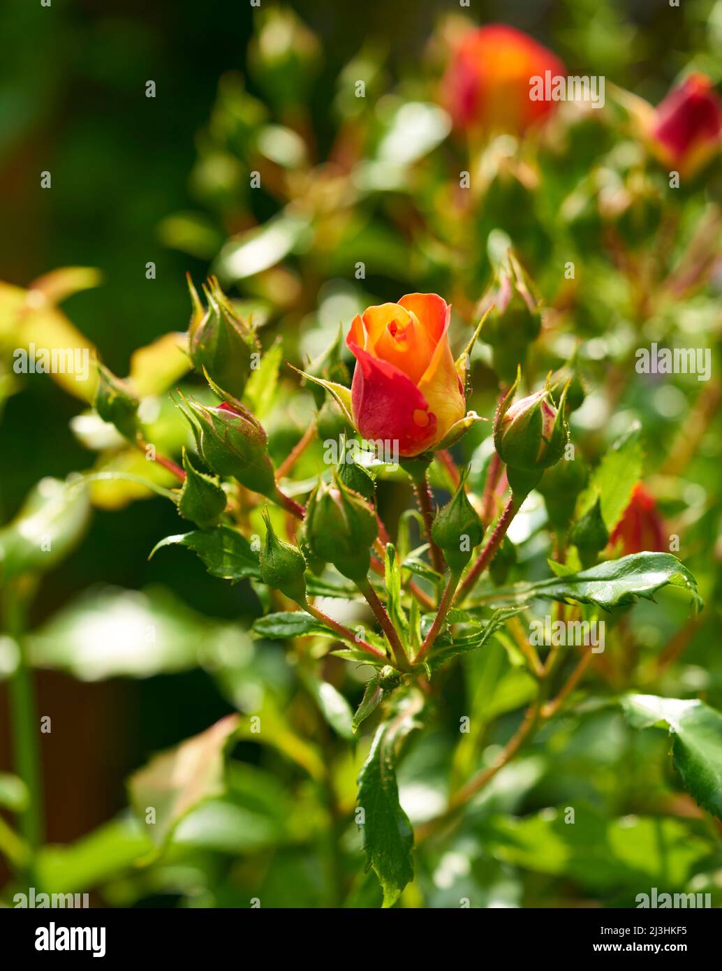 Magnificent roses hi-res stock photography and images - Alamy