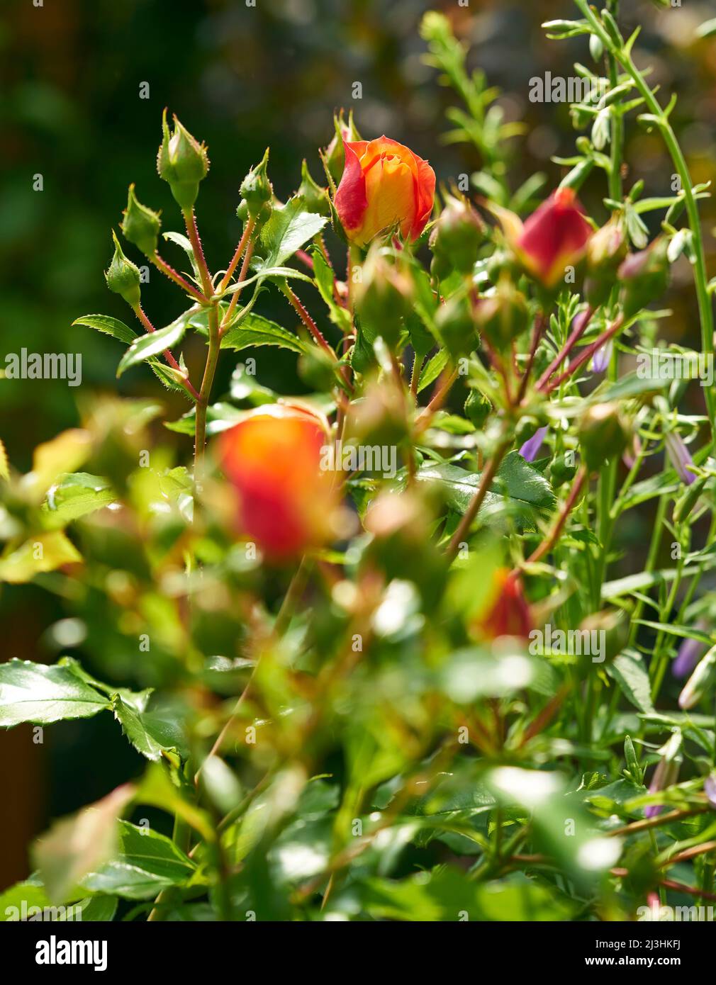 Magnificent roses hi-res stock photography and images - Alamy