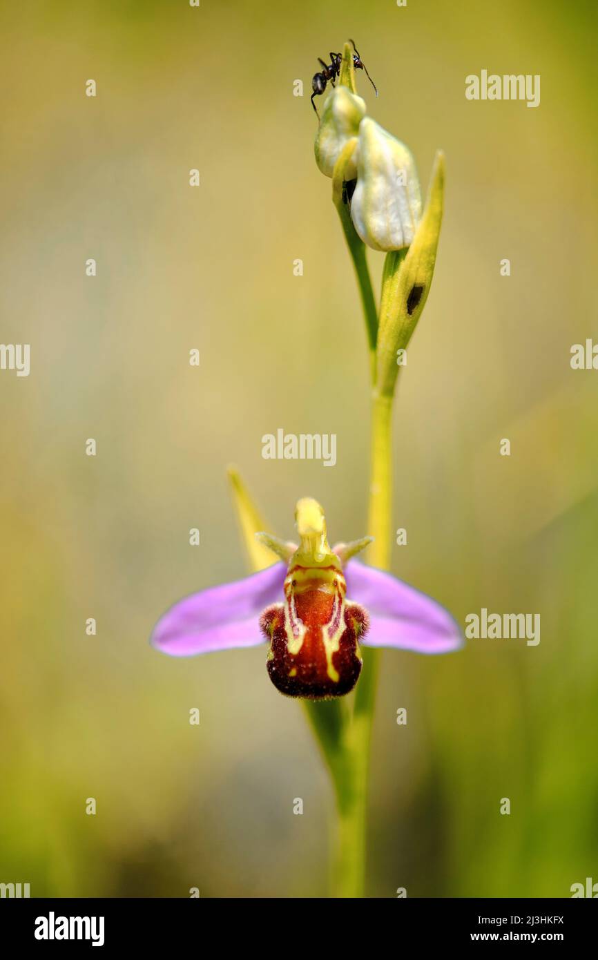 Bee orchid, Ophrys apifera Stock Photo - Alamy