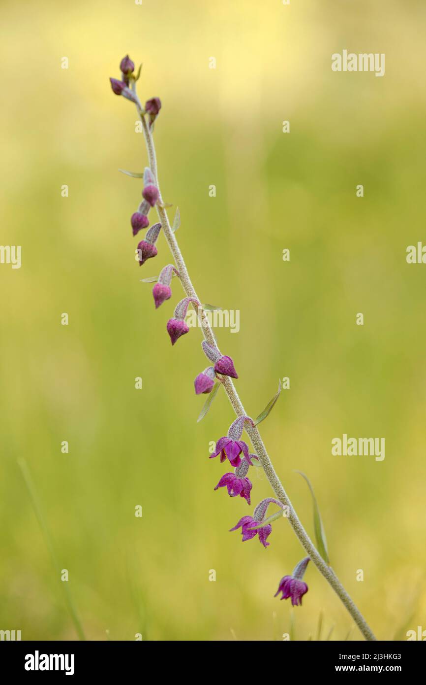 dark red helleborine, Epipactis atrorubens Stock Photo - Alamy