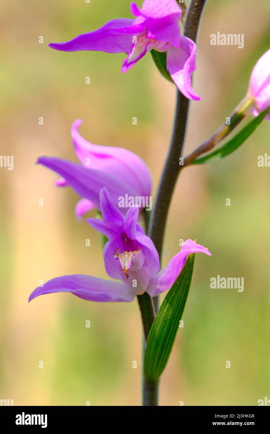 red helleborine, Cephalanthera rubra Stock Photo - Alamy