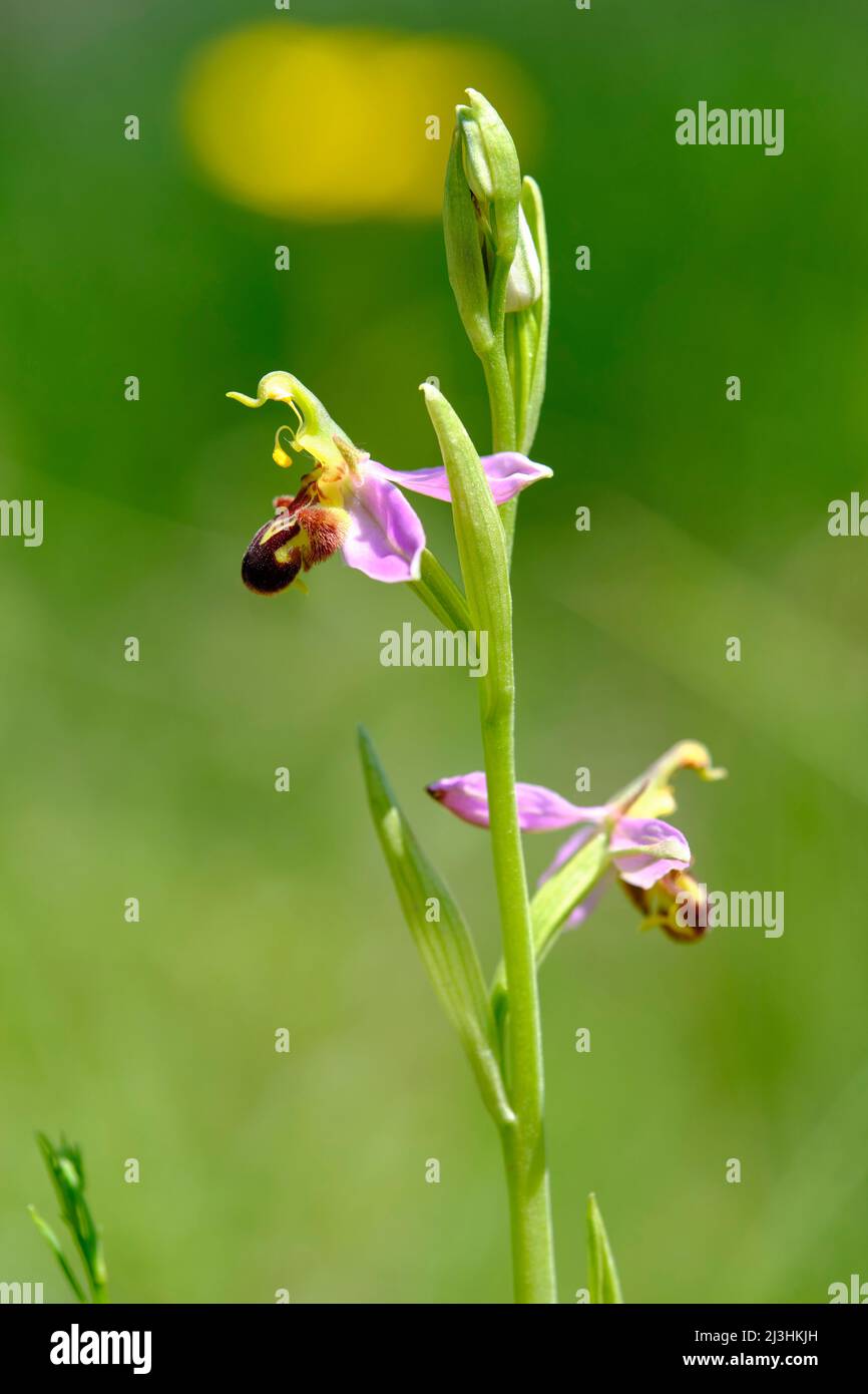 Bee orchid, Ophrys apifera Stock Photo - Alamy